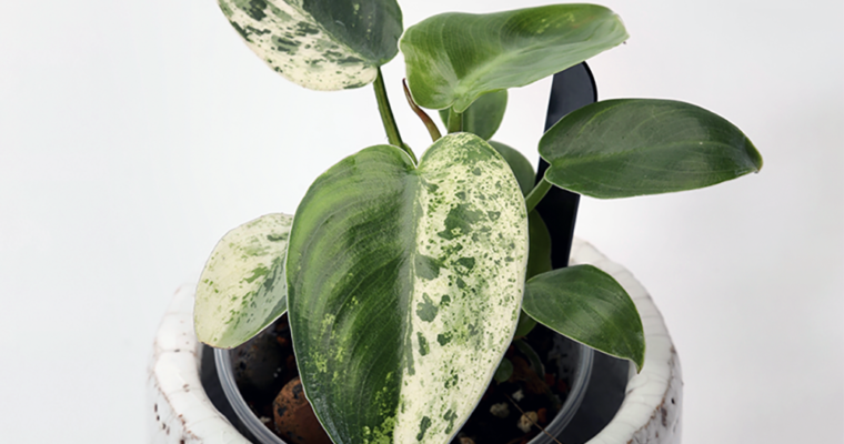 Aroids guide – The plant lady of Sweden