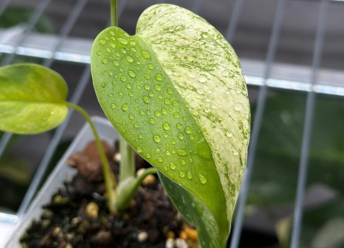 MONSTERA MINT VARIEGATED – The plant lady of Sweden